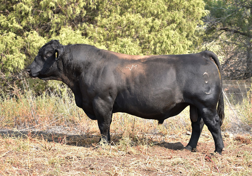 Services | Chrisman Cattle | Artificial Insemination | Angus & SimAngus Cattle | Nebraska